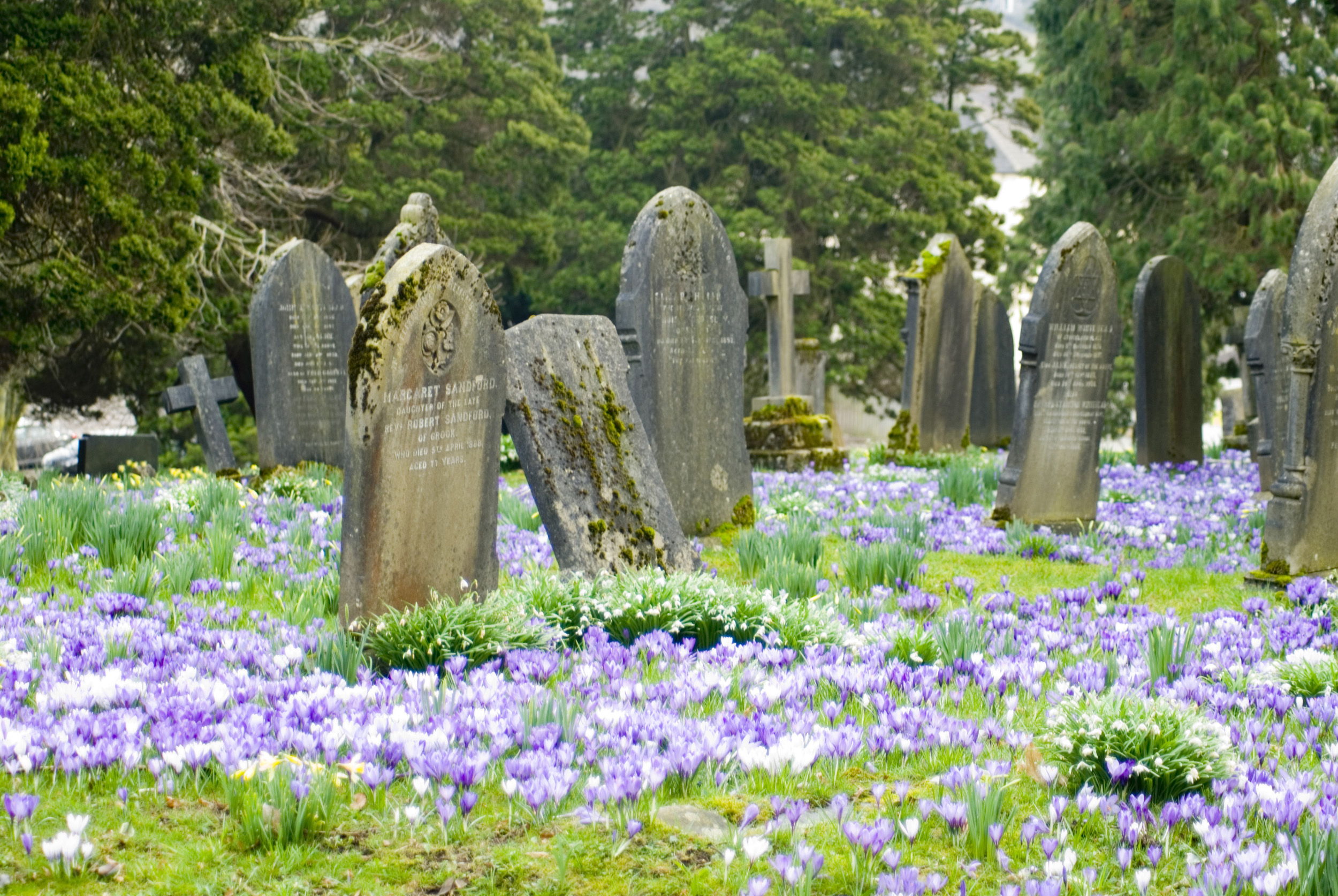 Springtime churchyard and gravestones Creative Commons Stock Image
